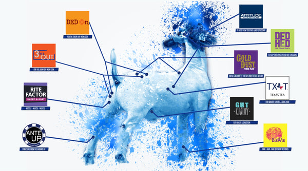 Goat - Stock Show Secrets