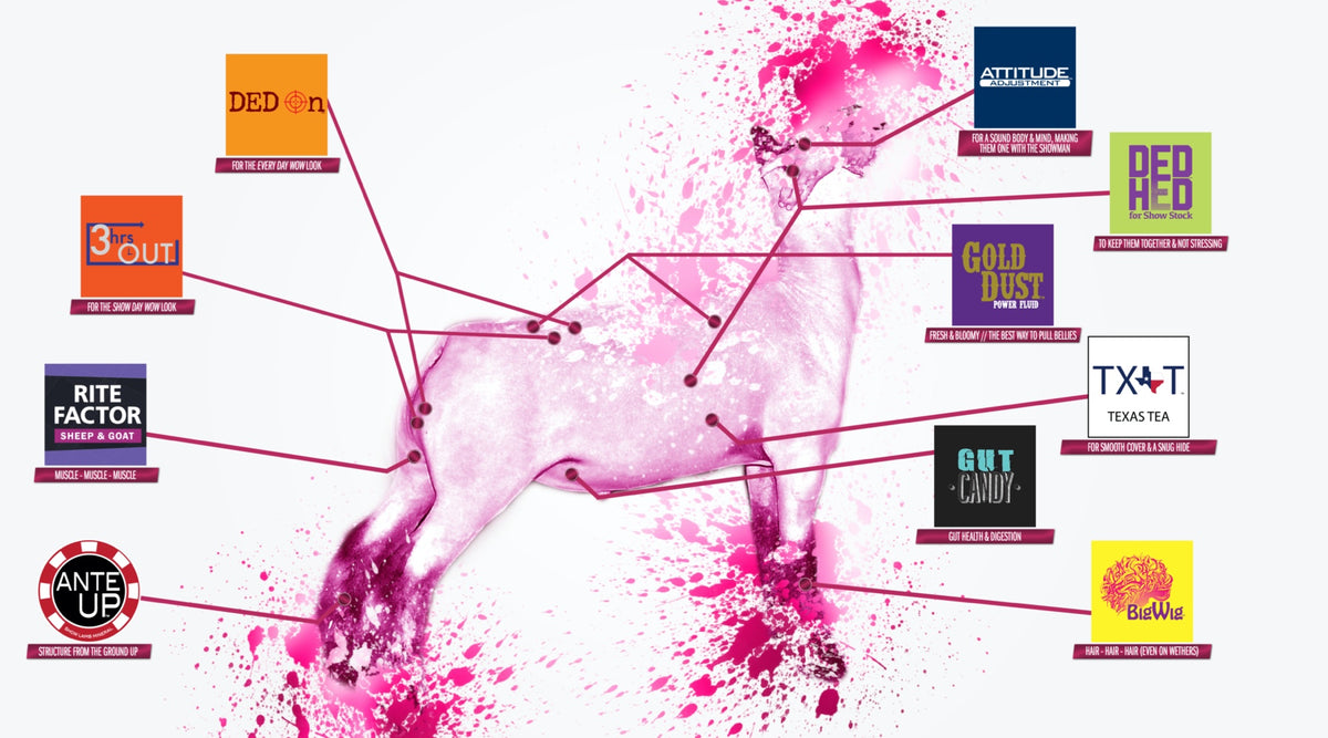 Sheep - Stock Show Secrets