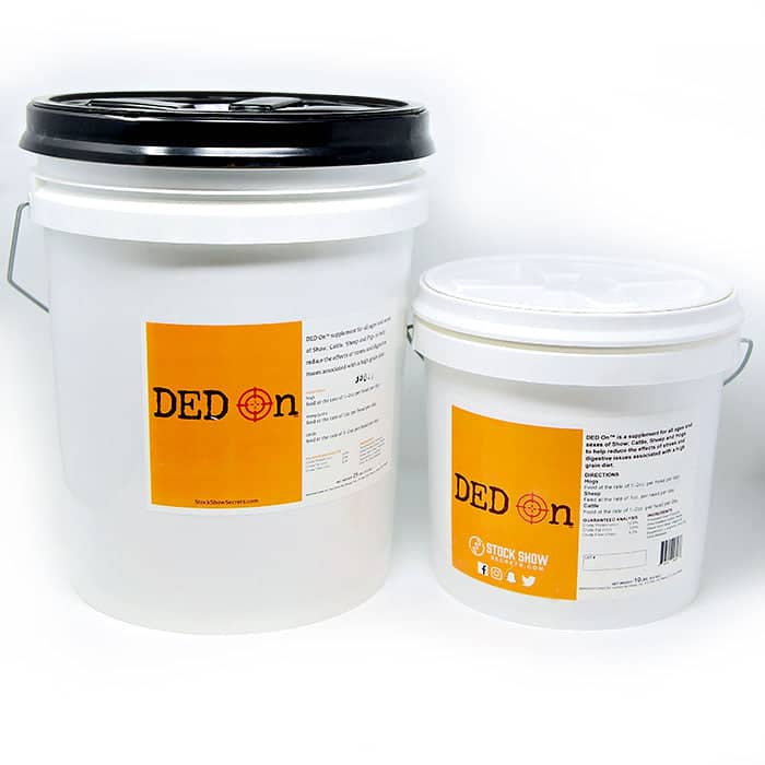 Sheep - Stock Show Secrets